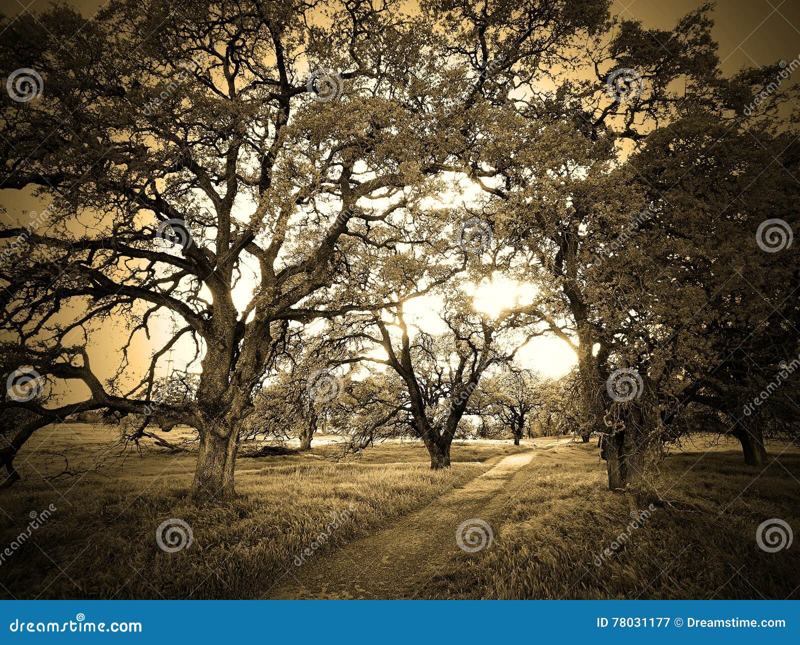 Sepia Trees stock image. Image of rural, black, perspective - 78031177