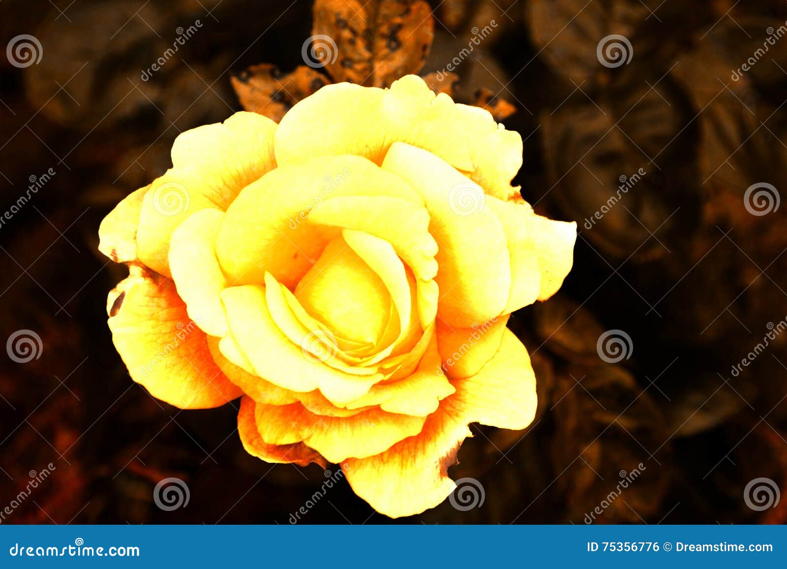 Sepia Yellow Rose stock photo. Image of pink, landscape - 75356776