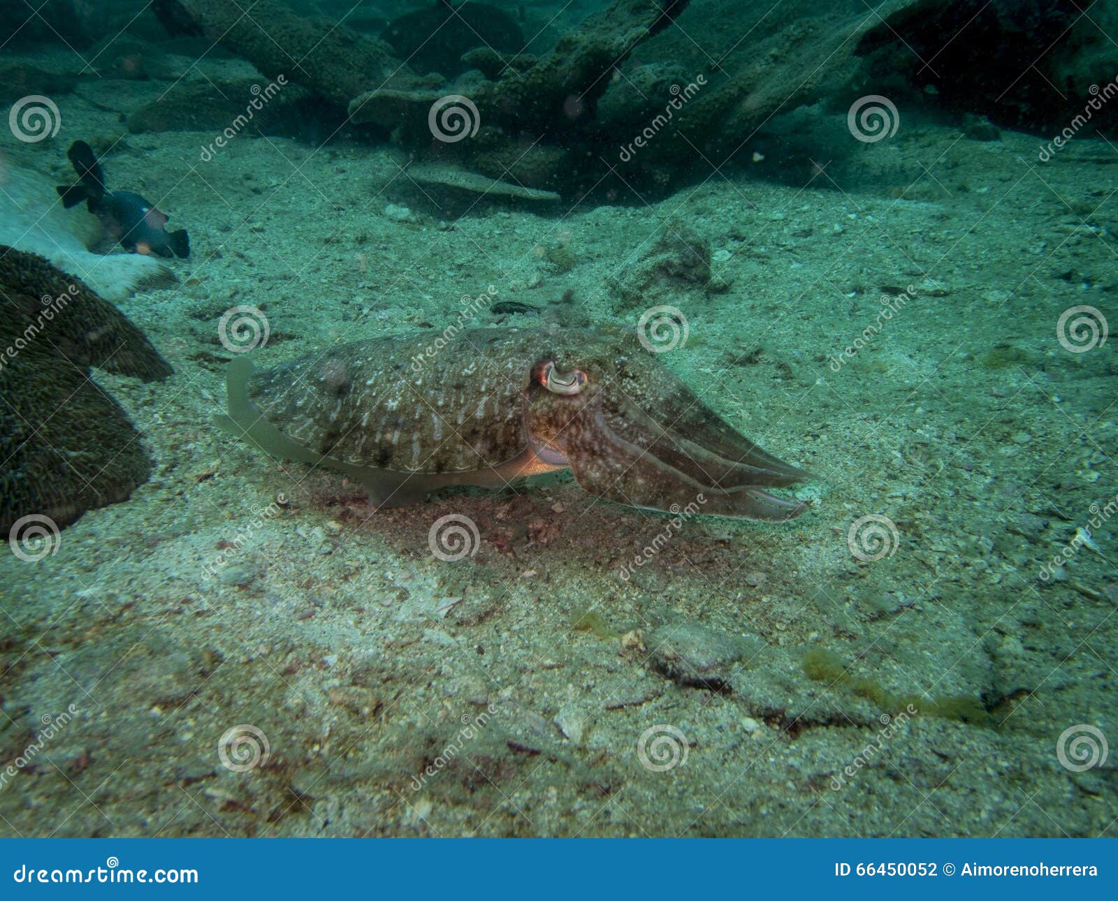 Cuttlefish Shoal Stock Photos - Free & Royalty-Free Stock Photos from ...