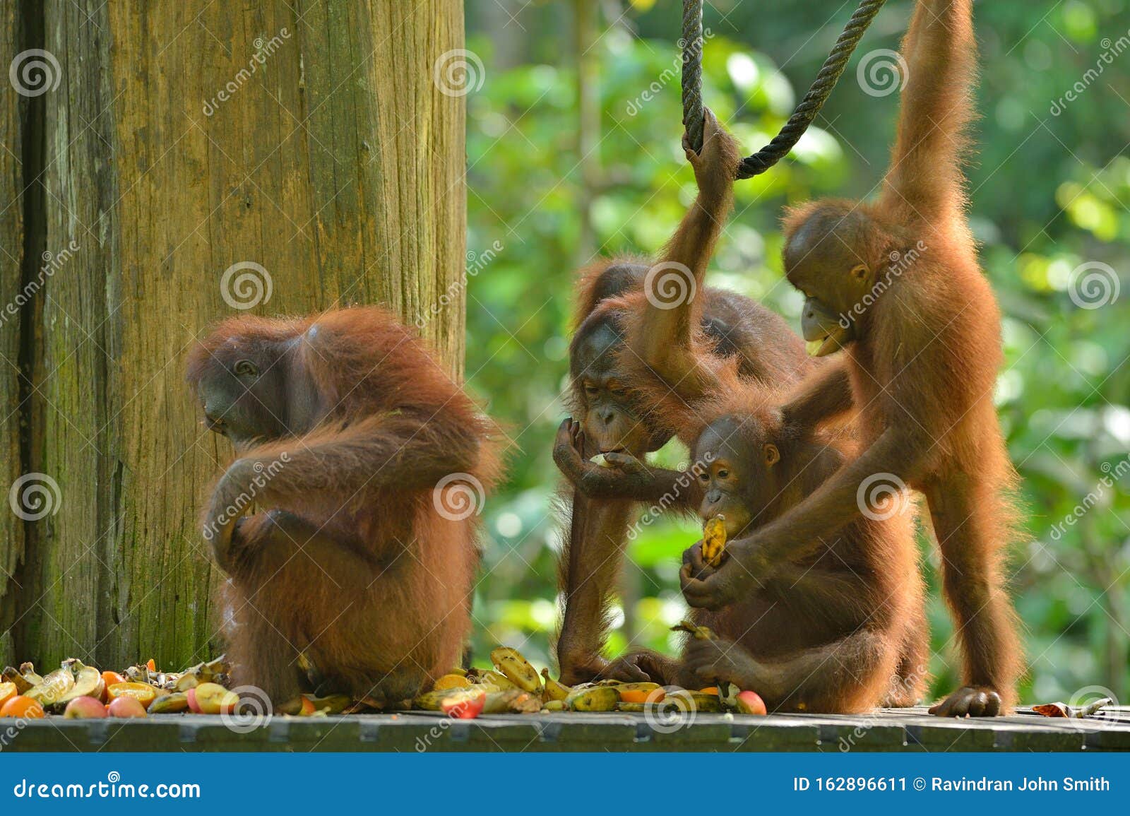 Sepilok Orangutan Rehabilitation Centre Editorial Photo - Image of ...
