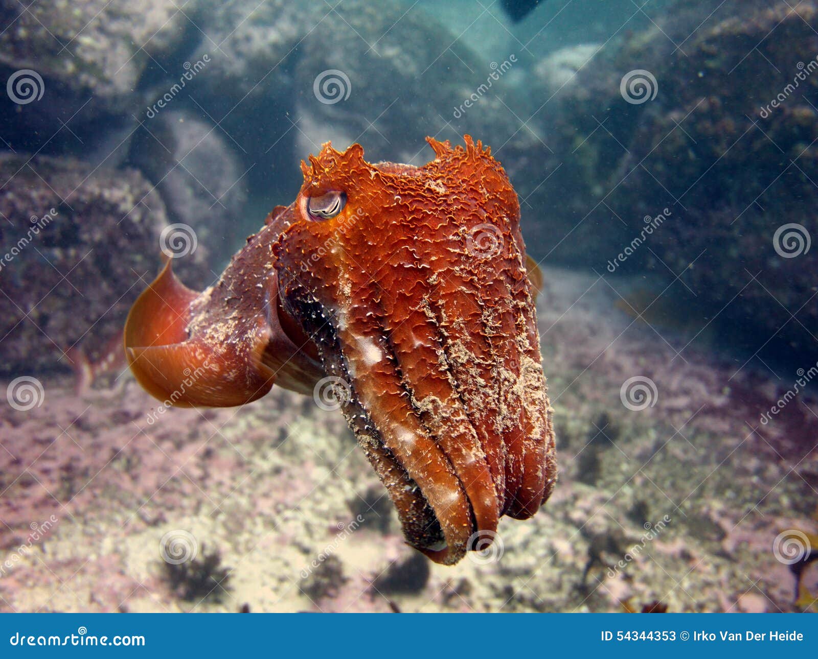 Seppia gigante immagine stock. Immagine di mare, camuffamento - 54344353