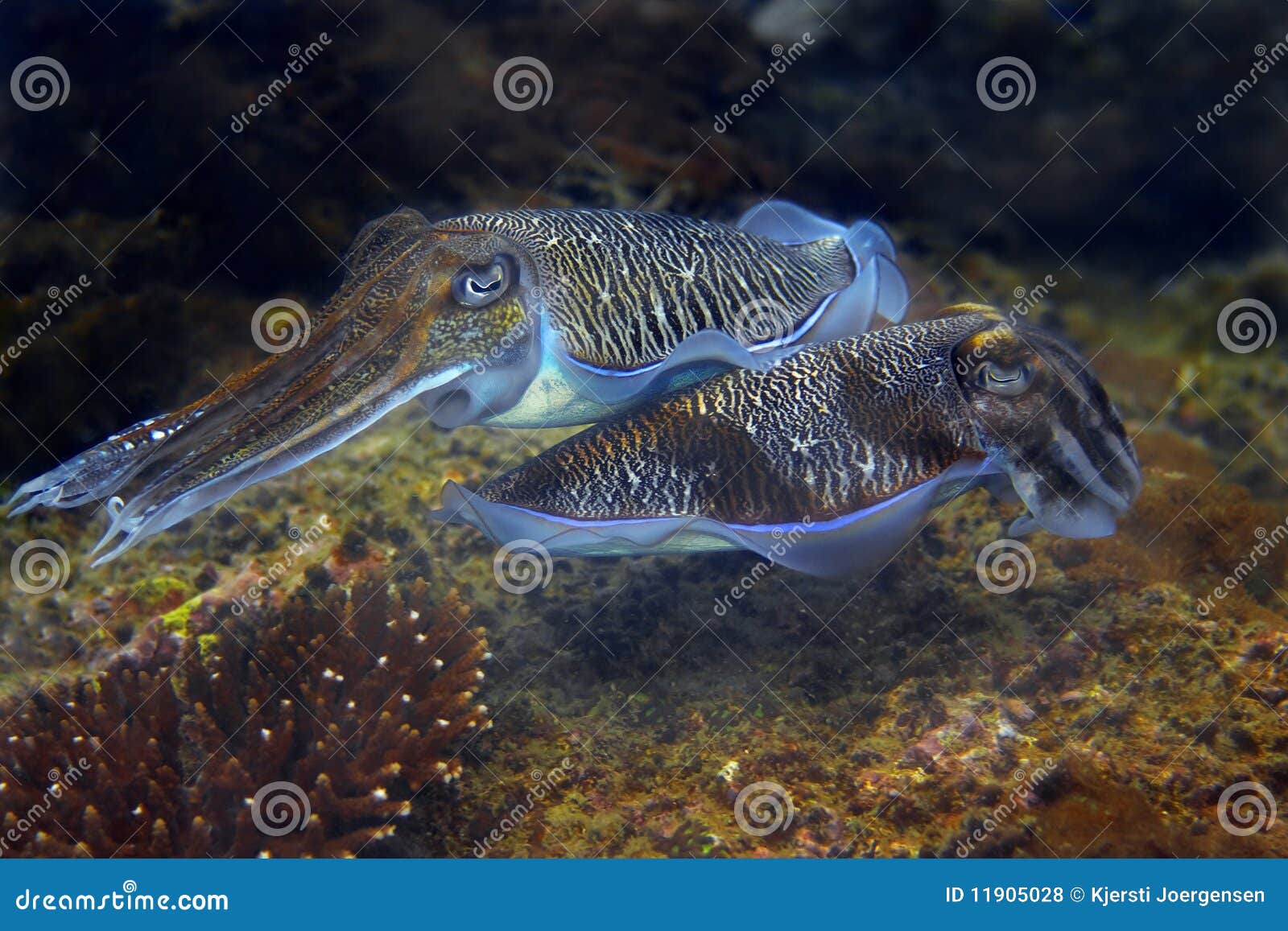 Seppie fotografia stock. Immagine di fiji, nuotata, polipo - 11905028