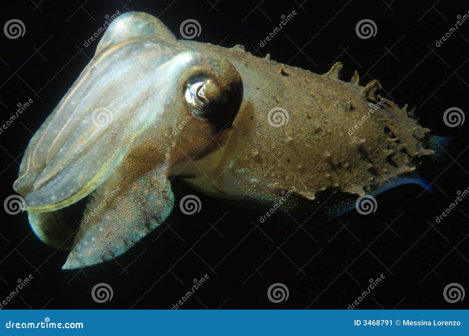 Seppie immagine stock. Immagine di oceano, scuro, tentacolo - 3468791