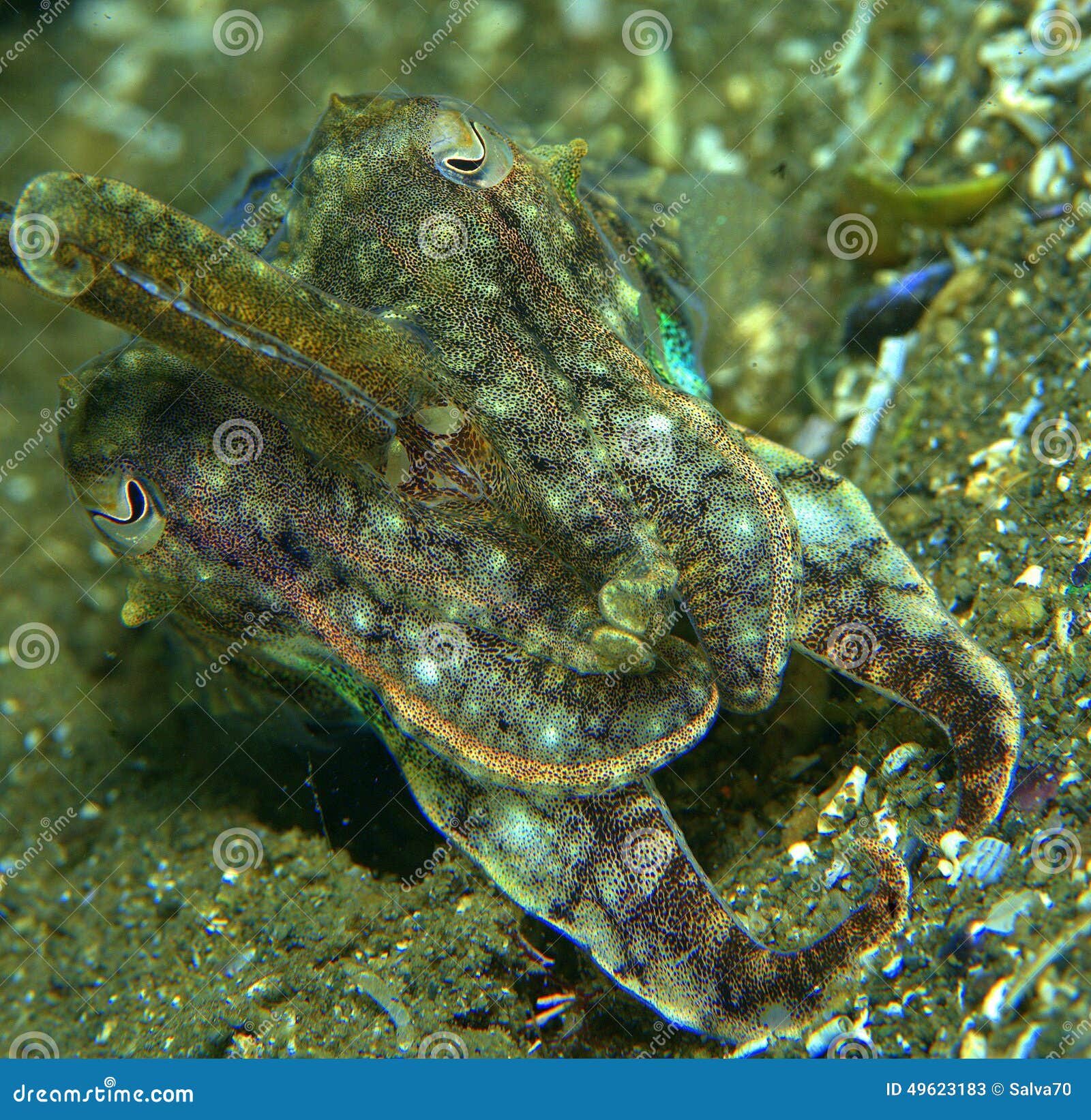 Seppie immagine stock. Immagine di tentacoli, polloni - 49623183