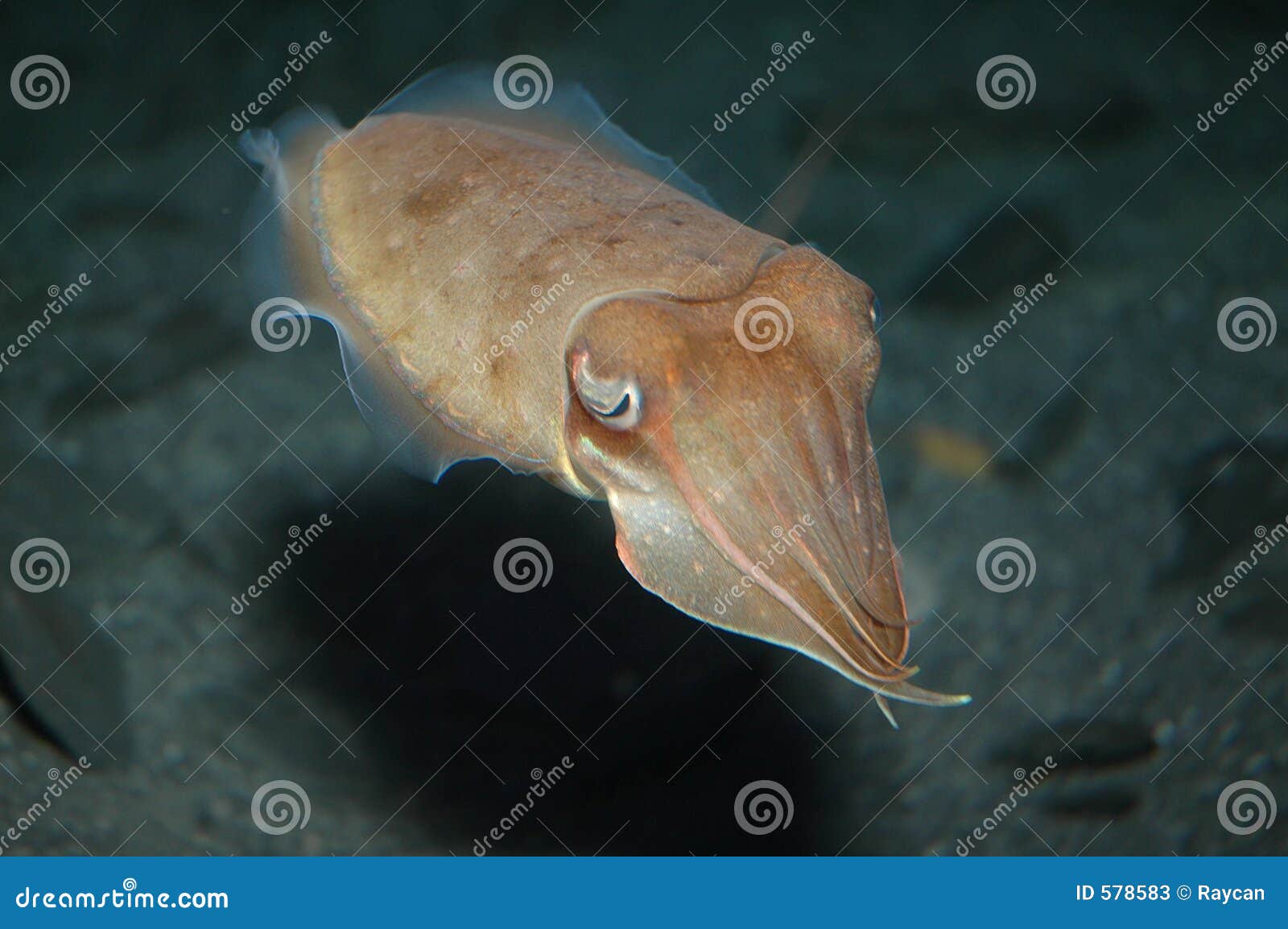 Seppie immagine stock. Immagine di galleggianti, bagnato - 578583