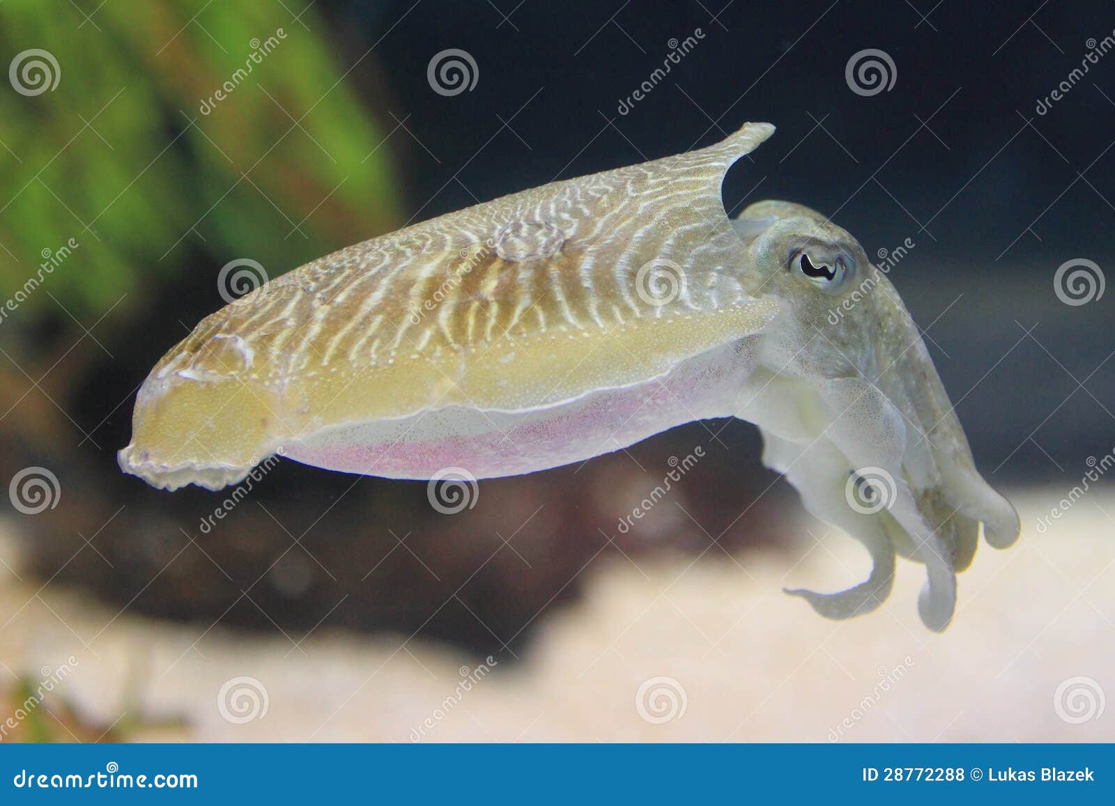 Seppie comuni fotografia stock. Immagine di comune, vita - 28772288