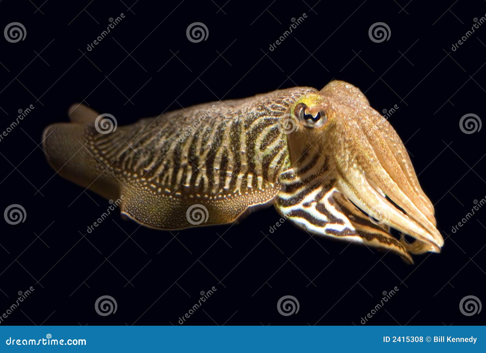 Seppie isolate fotografia stock. Immagine di subacqueo - 2415308