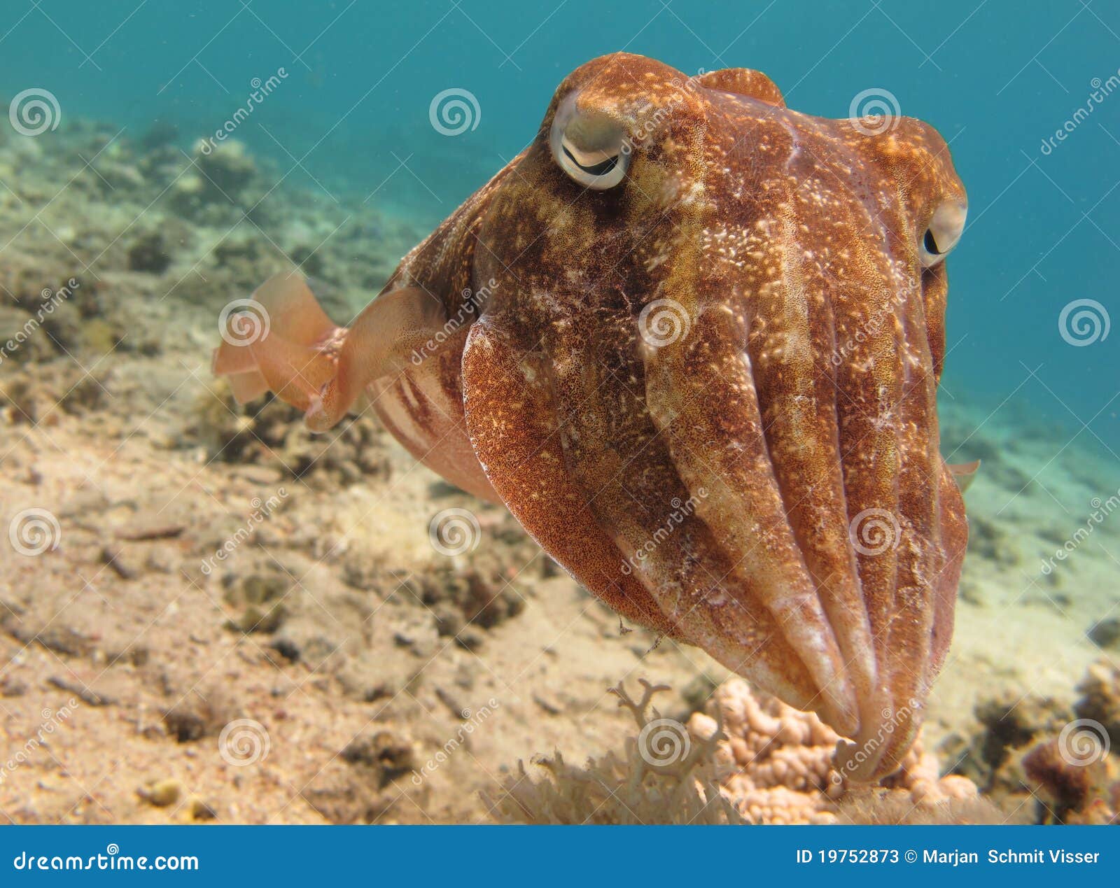 Seppie (seppia) in Acqua Blu Libera Immagine Stock - Immagine di egitto ...