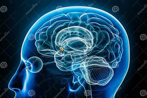 Septal Nukleus Xray Profile Close View 3d Rendering Anment Display with ... Septal Nukleus Xray Profile Close View 3d Rendering Anment Display with ...
