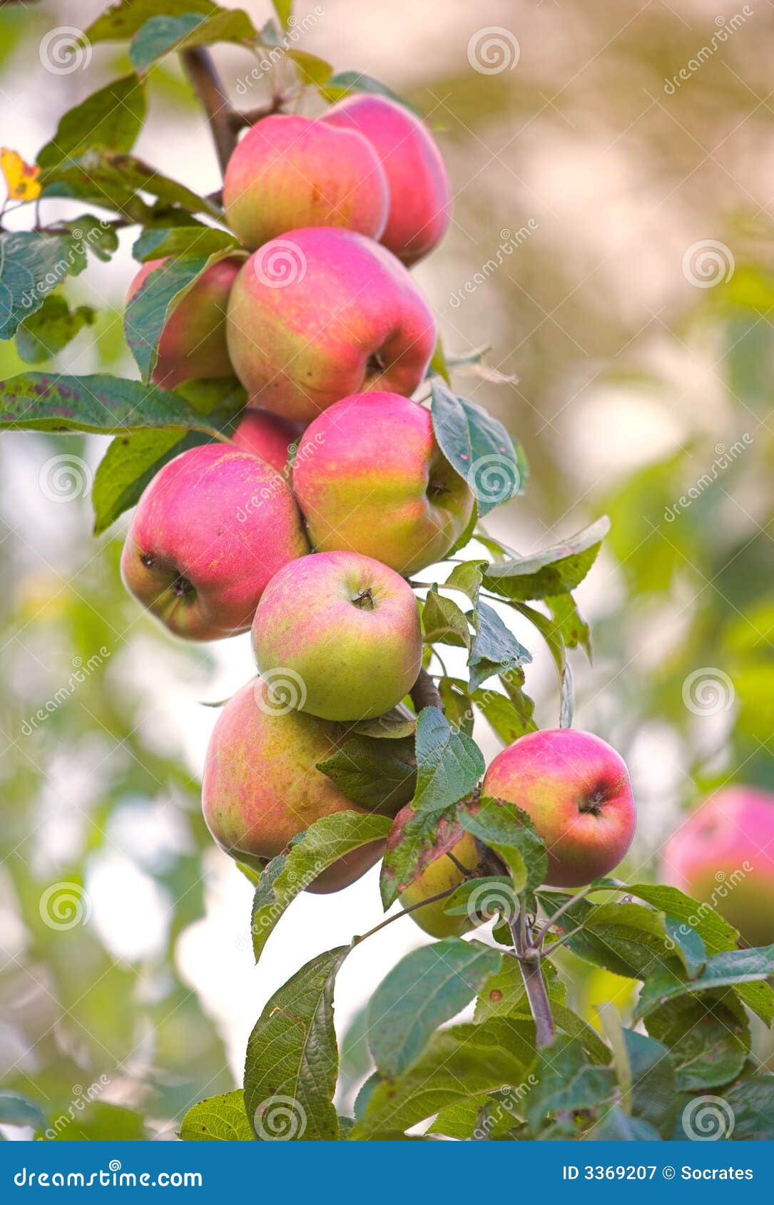 September apples stock image. Image of nutritious, delicious - 3369207