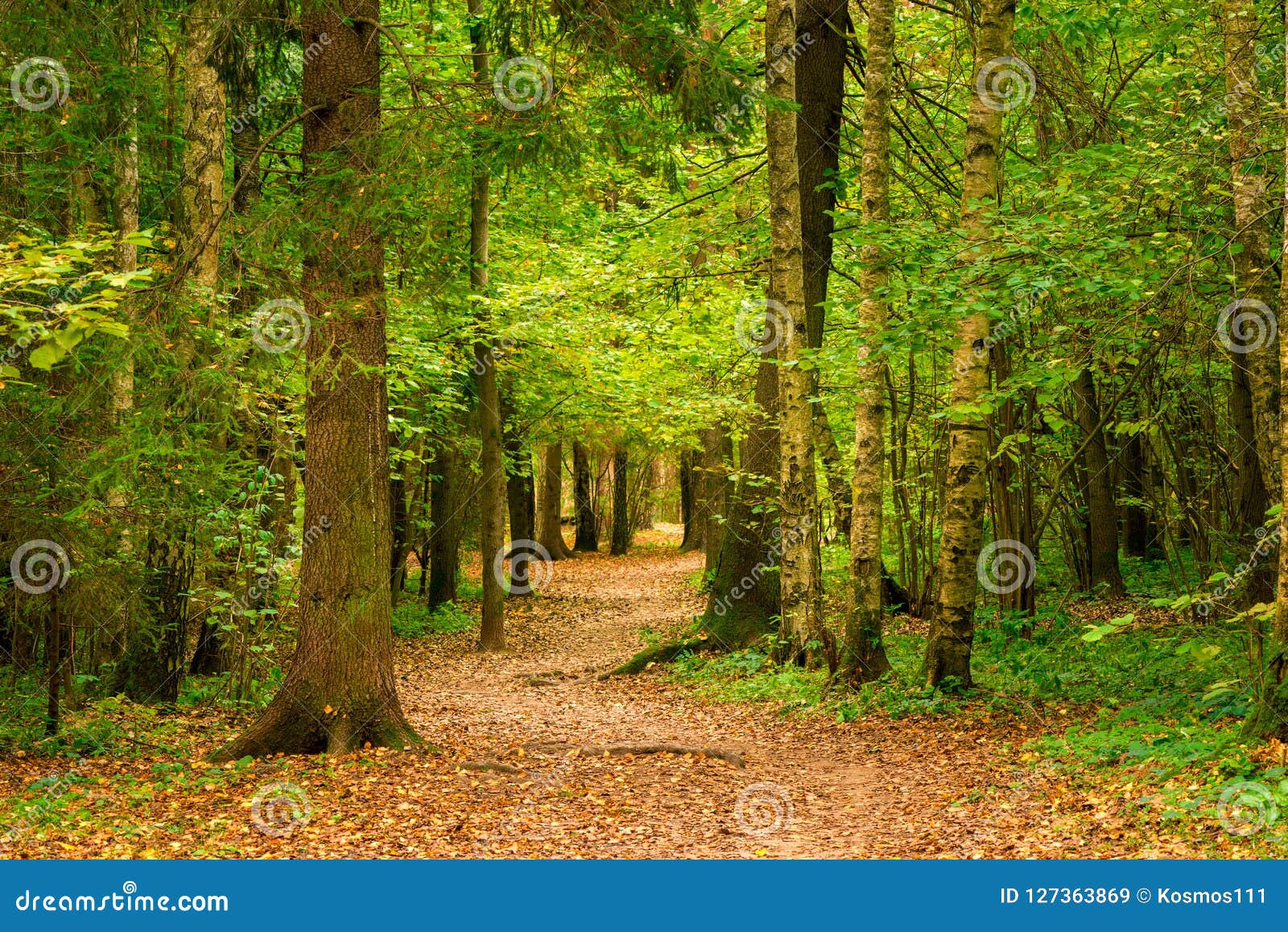 September, Autumn Landscape in the Forest, Trees Stock Image - Image of ...