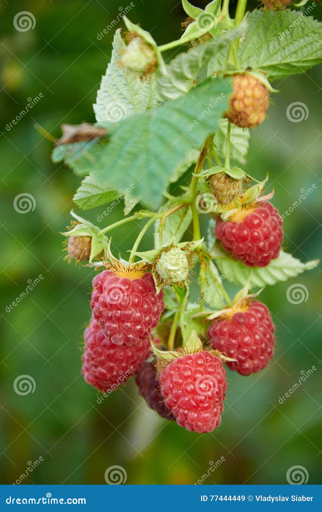 September Branch of Raspberry Stock Image - Image of stem, sweet: 77444449