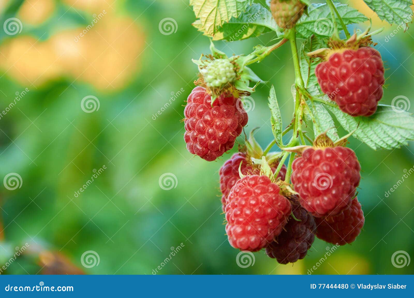 September Branch of Raspberry Stock Photo - Image of garden ...
