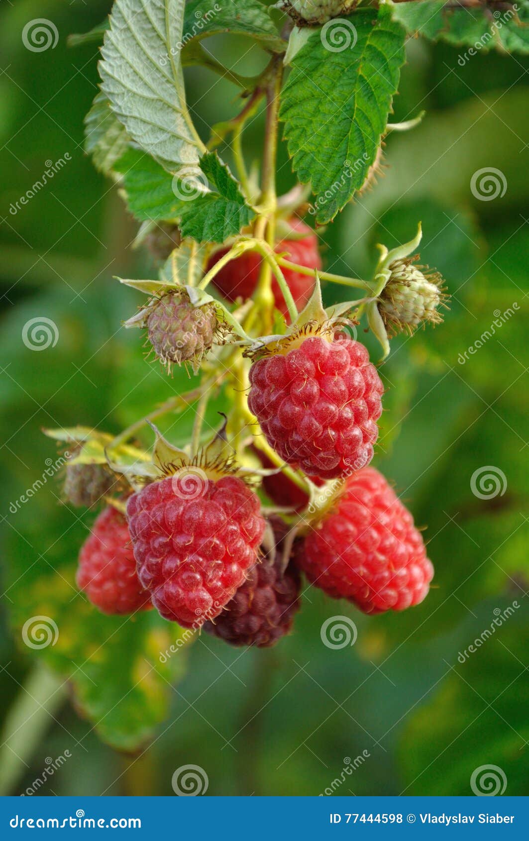 September Branch of Raspberry Stock Photo - Image of healthy, season ...