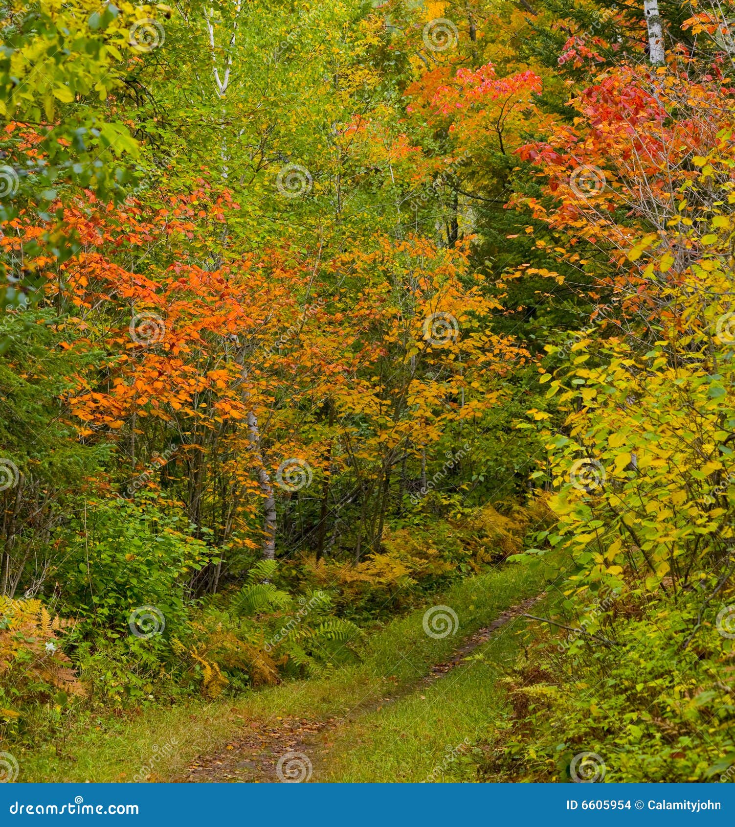 September Colors stock photo. Image of forest, wood, nature - 6605954