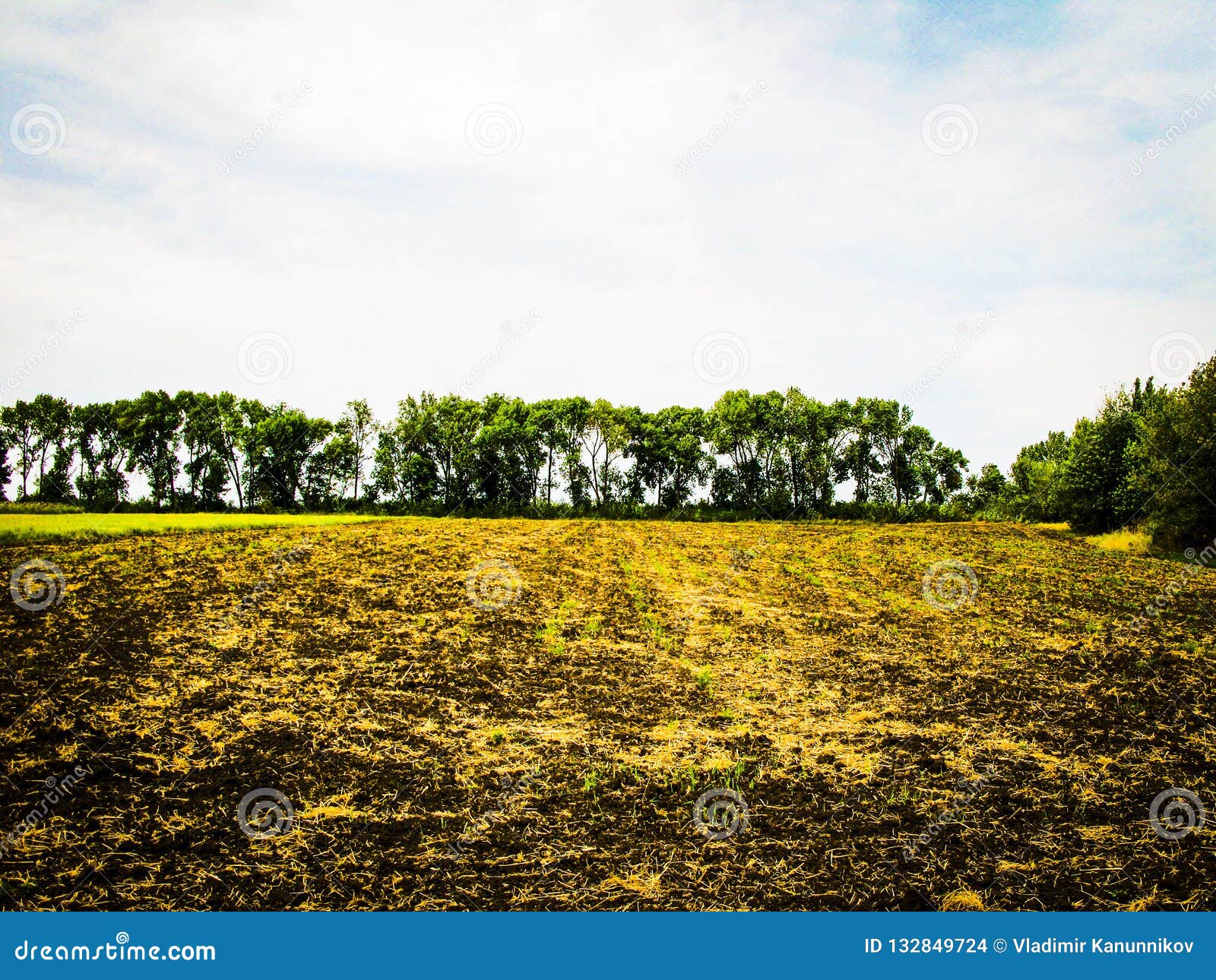 September field stock photo. Image of grove, calm, green - 132849724