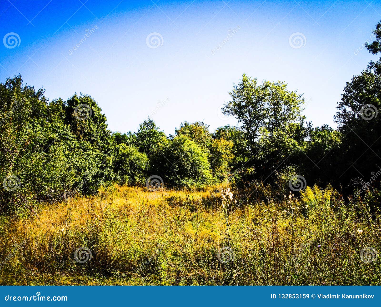 September forest and glade stock image. Image of calm - 132853159