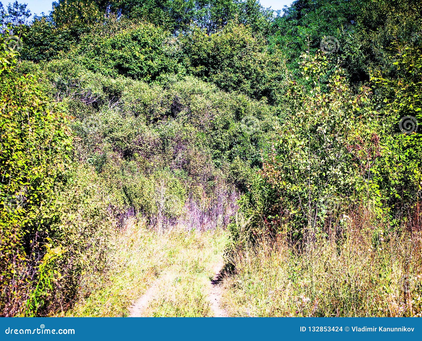 September forest and glade stock photo. Image of september - 132853424