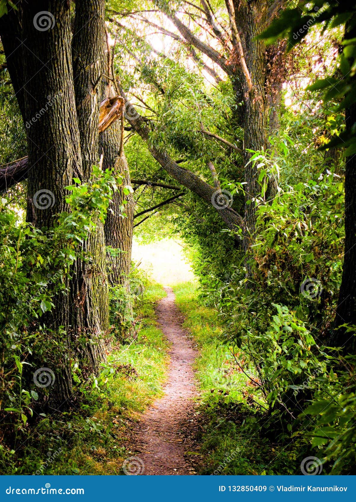 September forest path stock image. Image of calm, nature - 132850409