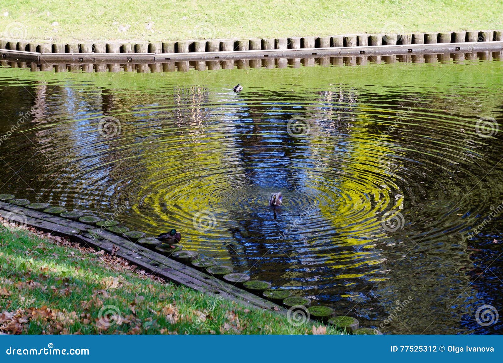 September Landscape with Ducks Stock Photo - Image of landscape ...