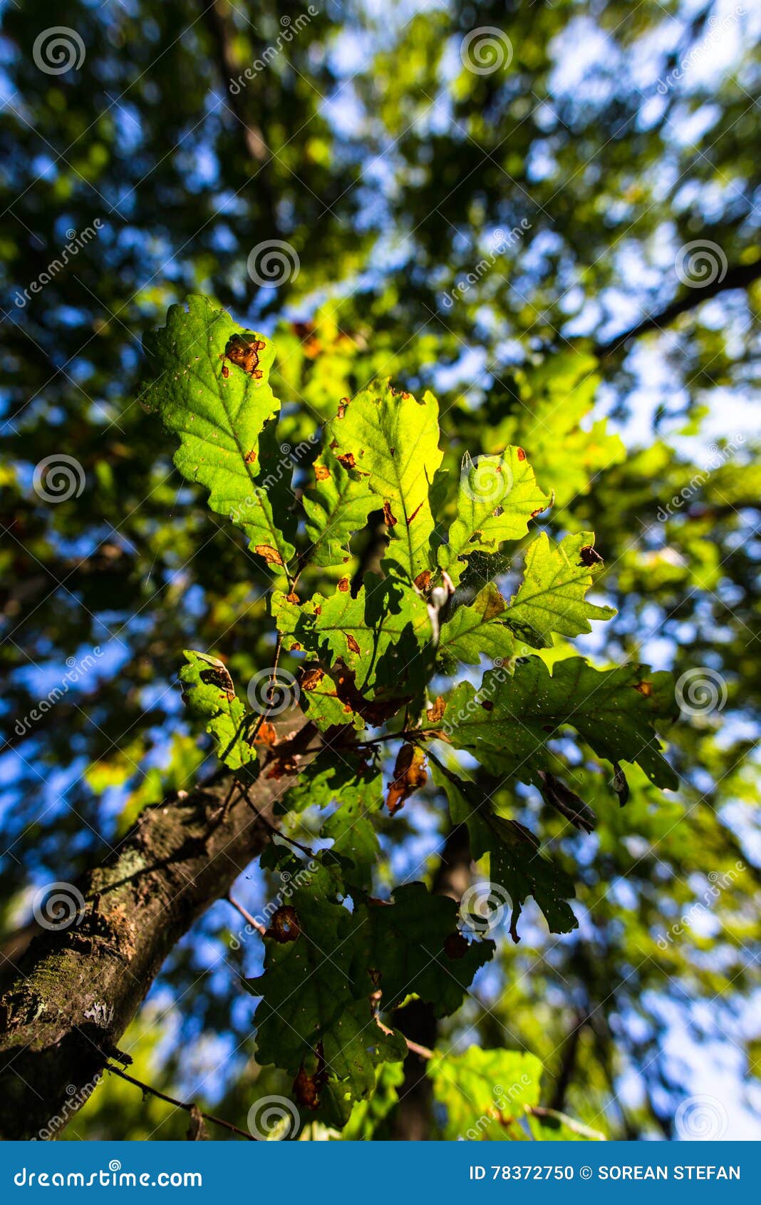 September oak leaves stock photo. Image of branch, garden - 78372750