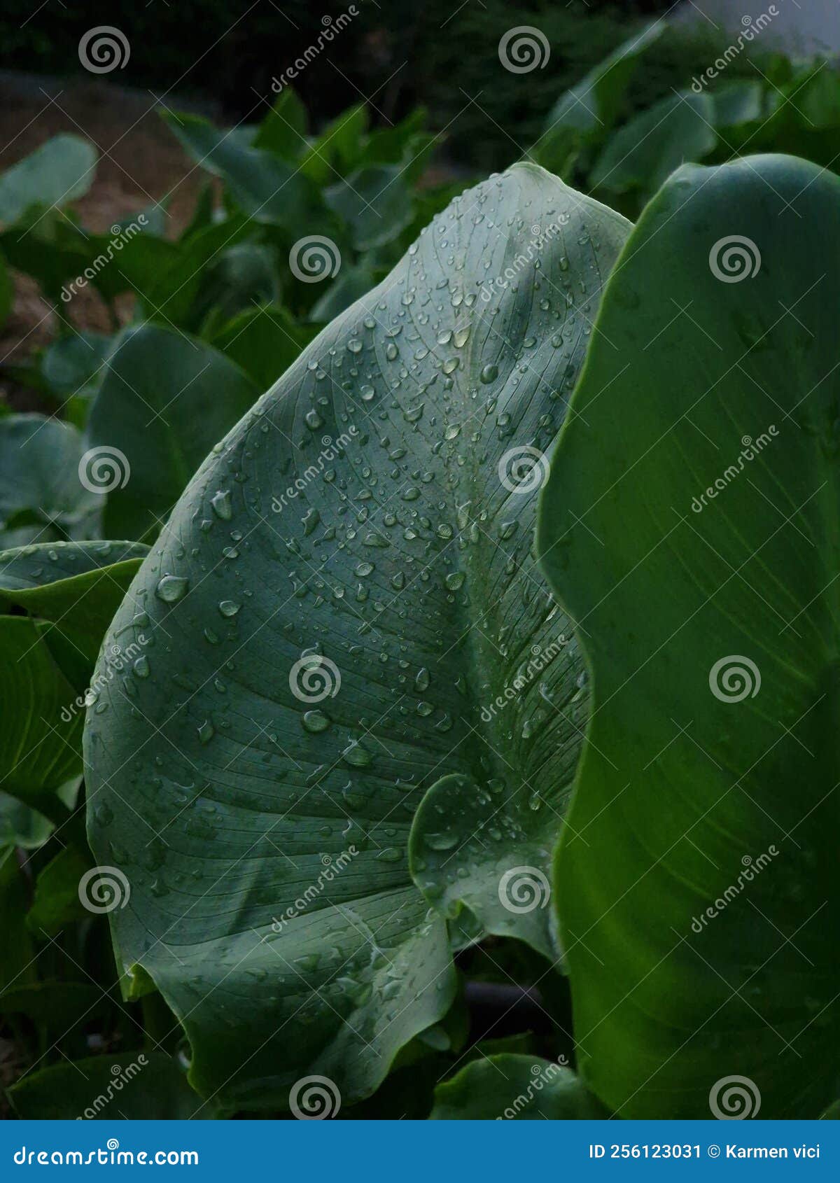 September Rain in Italy Be Like.. Stock Image - Image of italy, plant ...