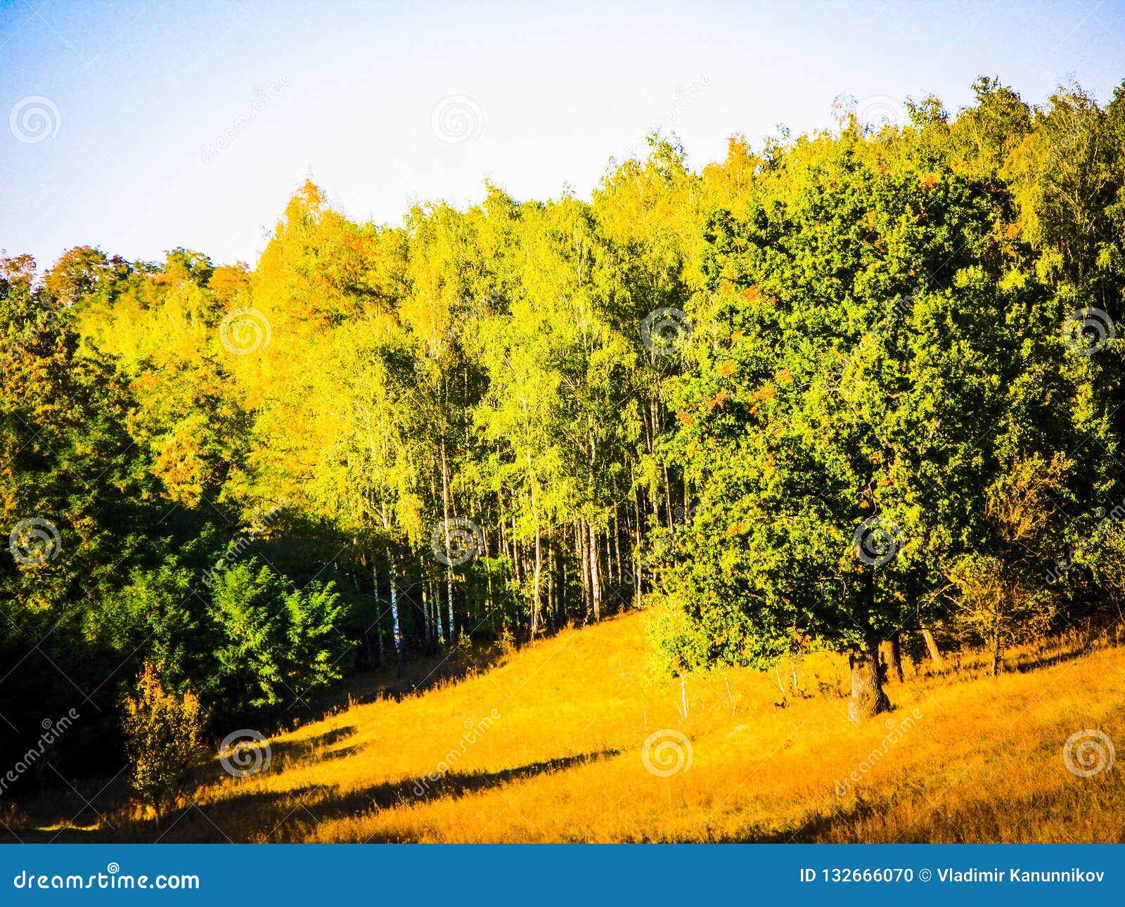 September forest and glade stock photo. Image of glade - 132666070