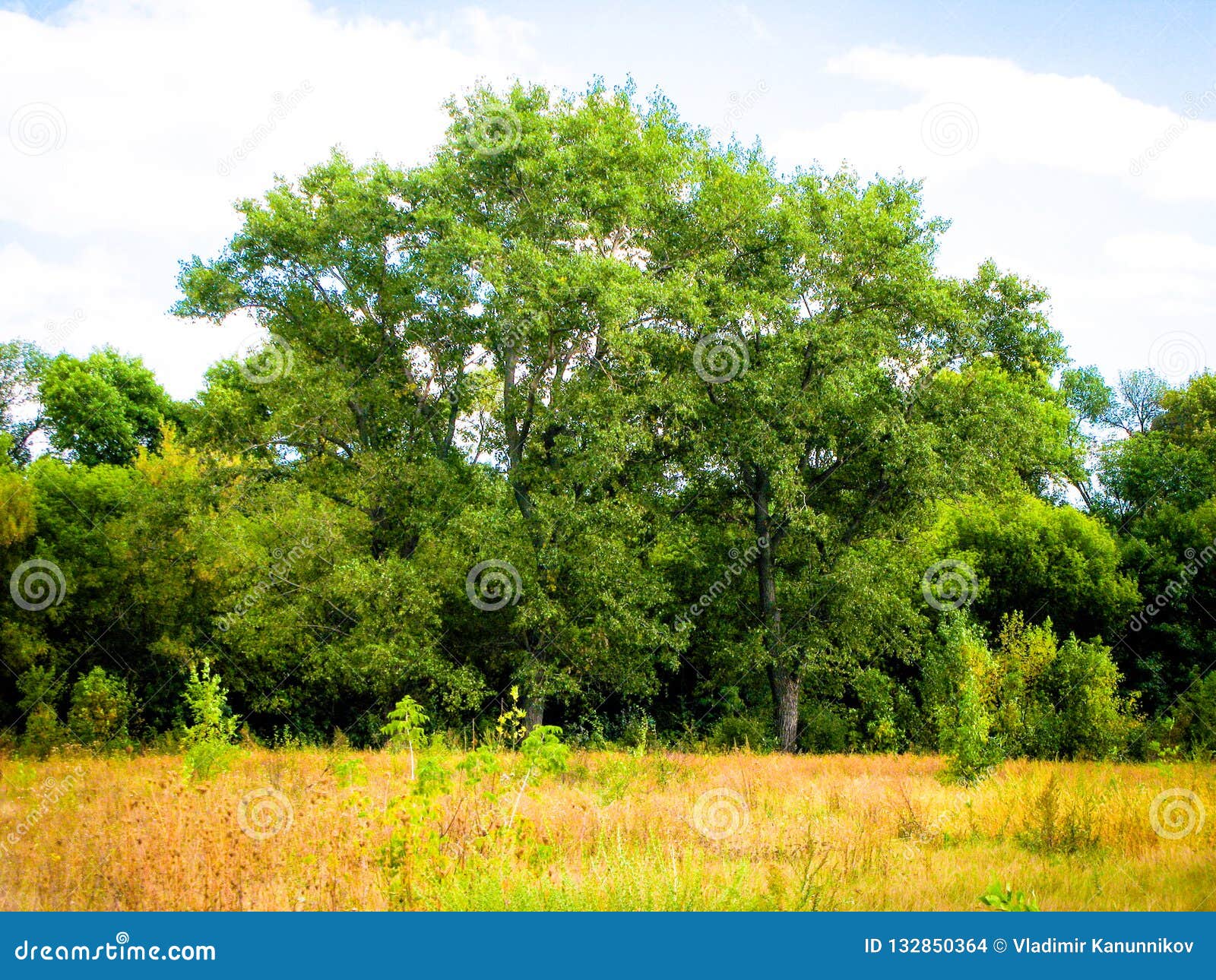 September forest and glade stock photo. Image of forest - 132850364