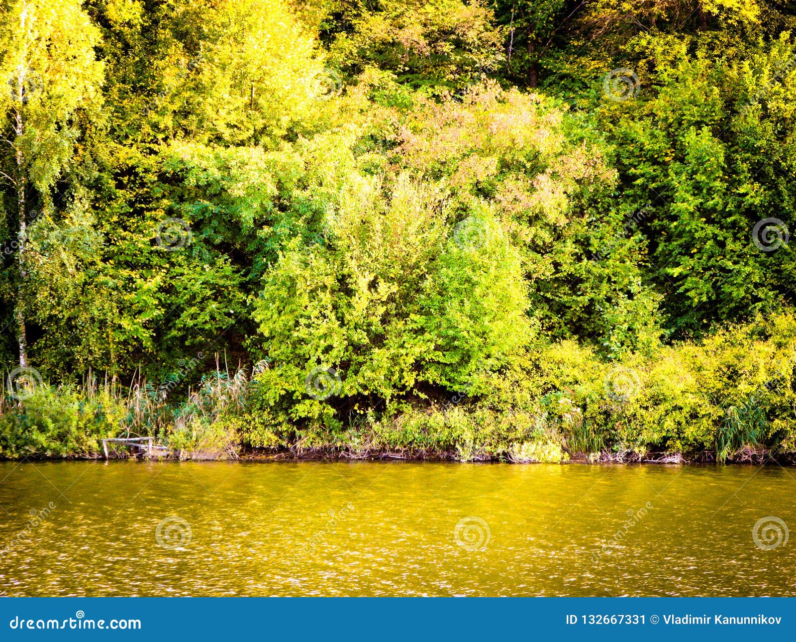 September pond and forest stock image. Image of sunny - 132667331