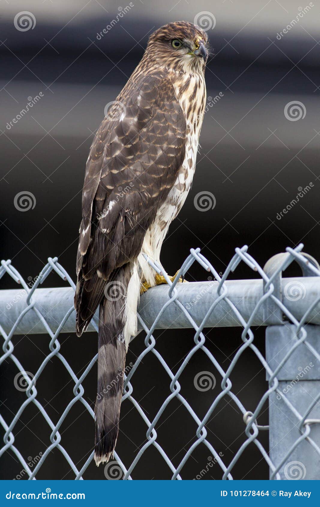 September 2017 Windsor, on Canada Coopers Hawk Resting on Fence Stock ...