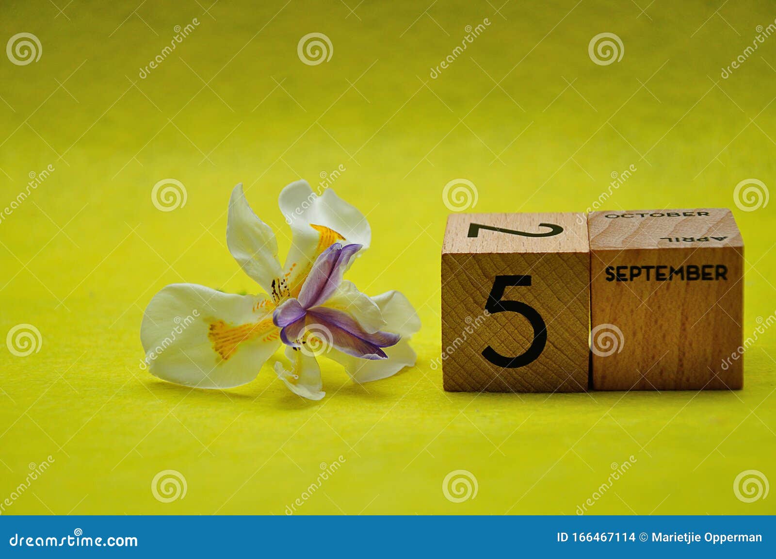 5 September on Wooden Blocks with an African Iris on a Yellow ...
