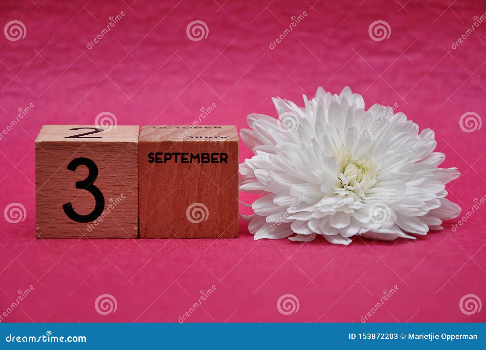 3 September on Wooden Blocks with a White Aster Stock Image - Image of ...