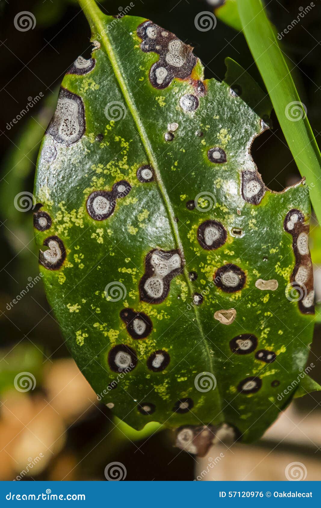Septoria Leaf Spot/Leaf Rust Close-up Stock Photo - Image of grayish ...