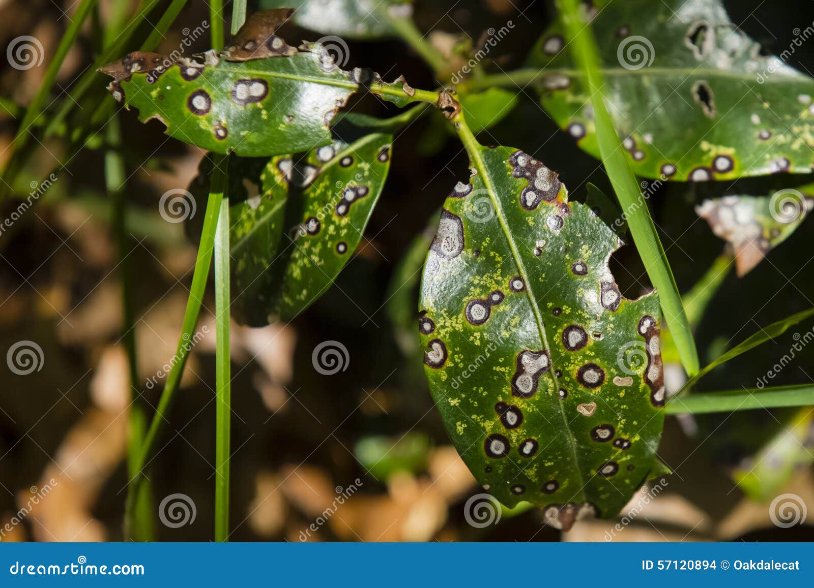 Septoria Leaf Spot On Tomato. Damaged By Disease And Pests Of Tomato ...