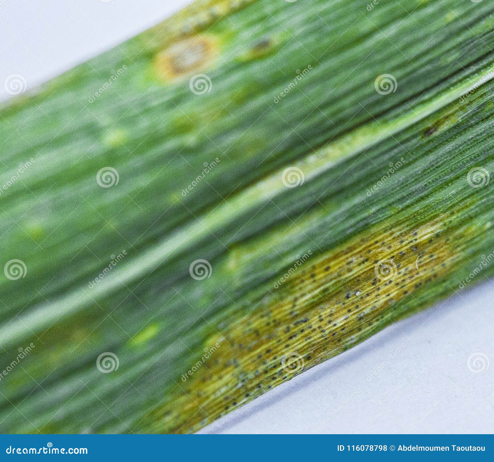 Septoria Leaf Spot On Tomato. Damaged By Disease And Pests Of Tomato ...