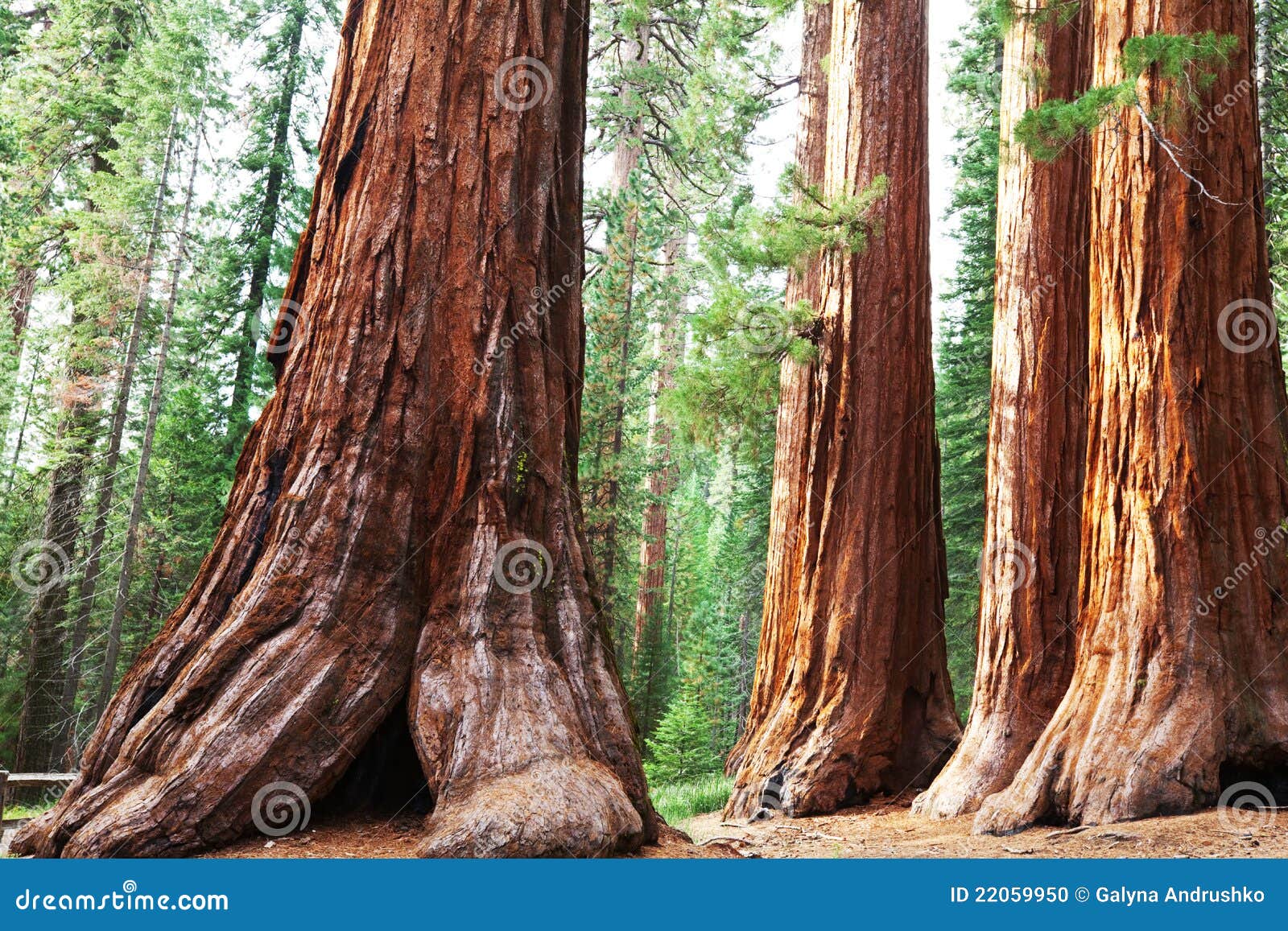Seqouya stock photo. Image of conifers, scenic, needles - 22059950
