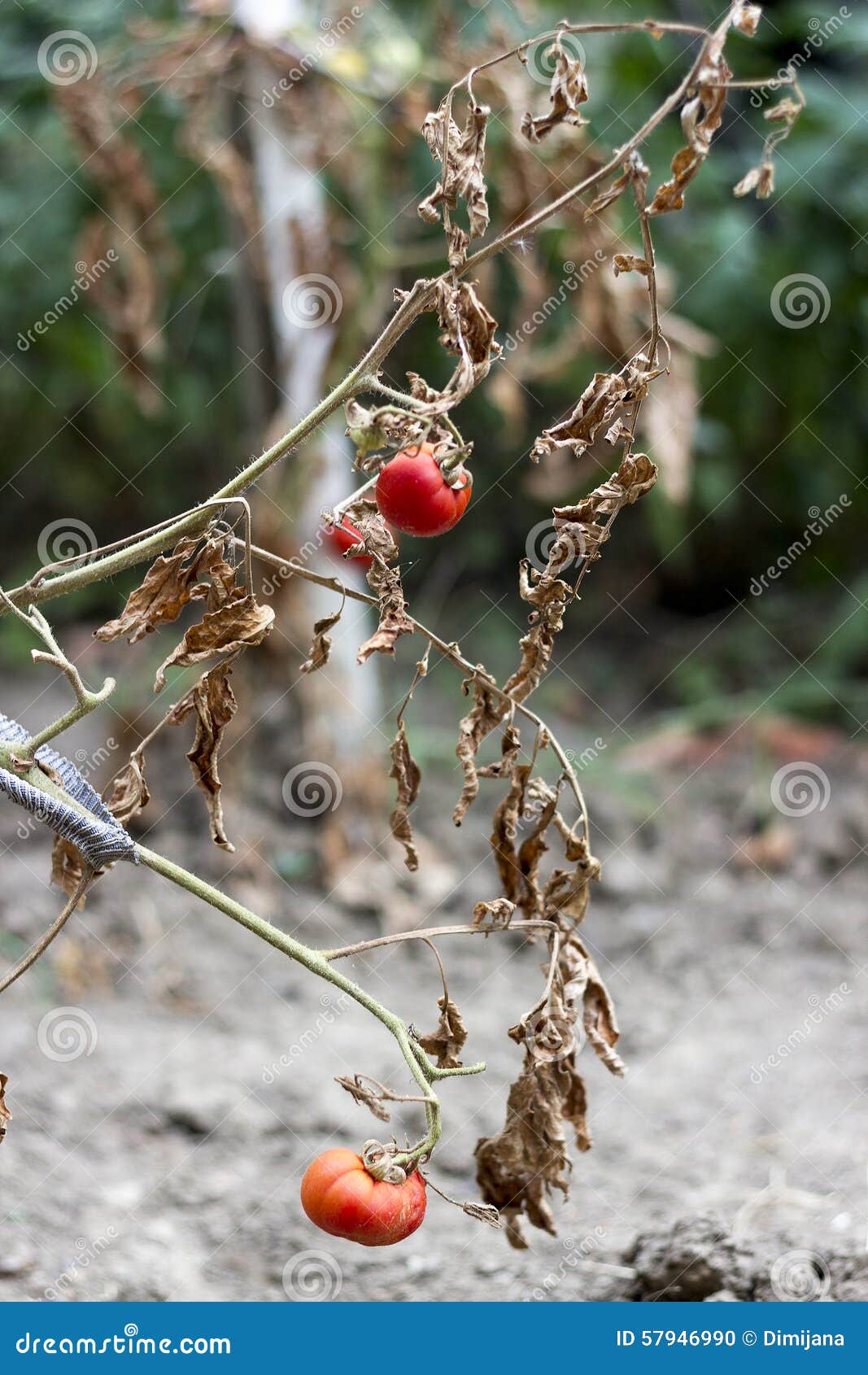 Sequía en el huerto foto de archivo. Imagen de fallado - 57946990