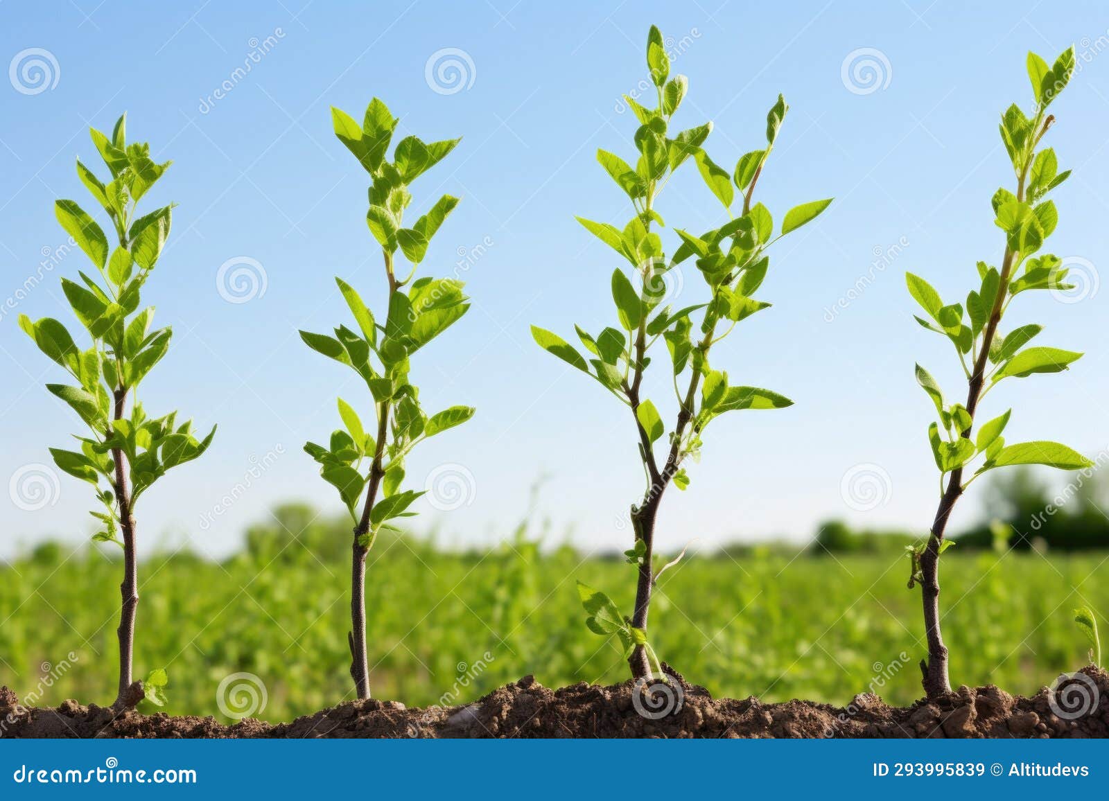 Sequence of Apple Tree Growth Stages Stock Image - Image of generative ...
