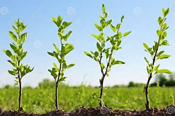 Sequence of Apple Tree Growth Stages Stock Image - Image of generative ...