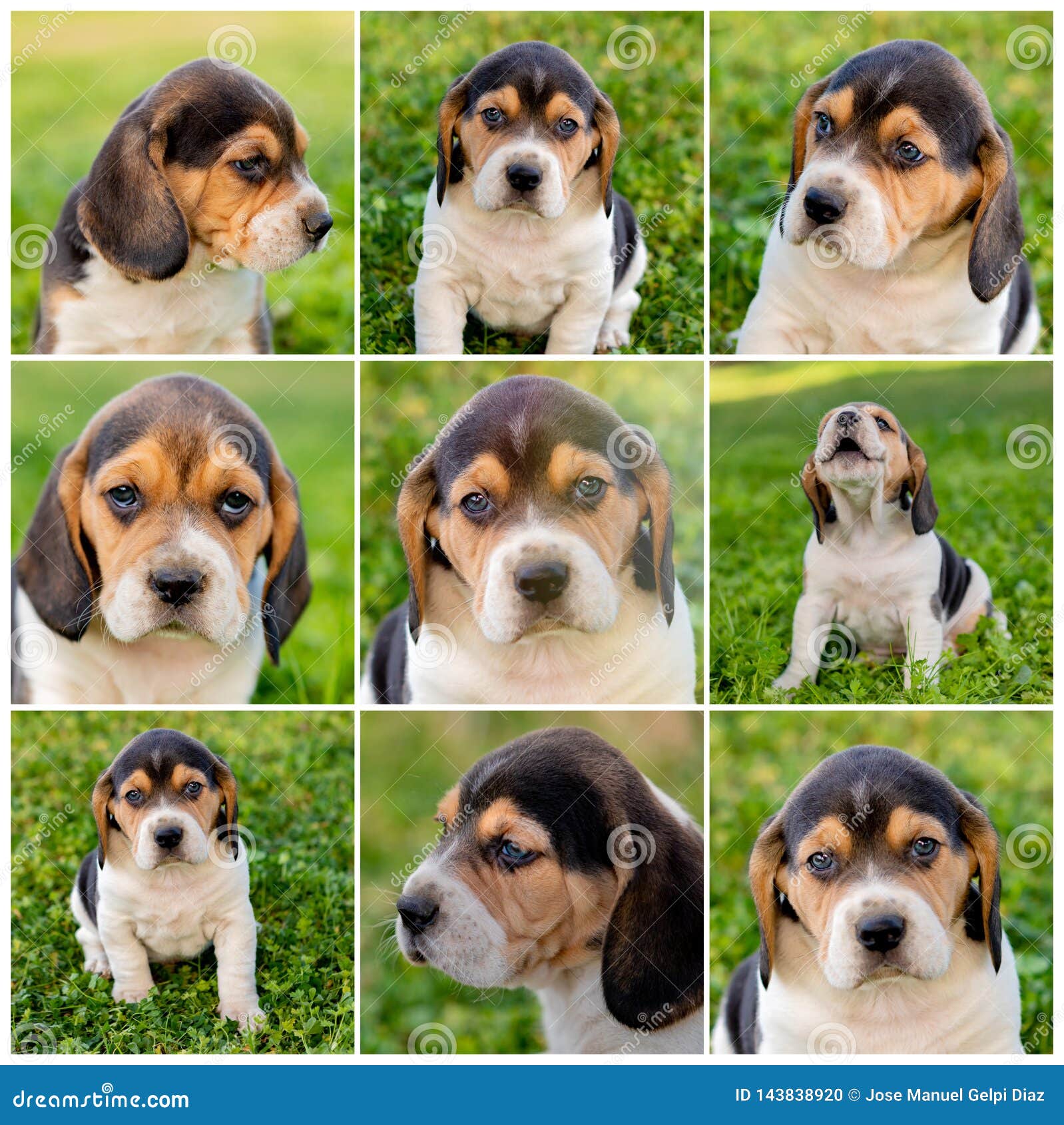 Sequence with Beautiful Beagle Puppies on the Green Grass Stock Photo ...