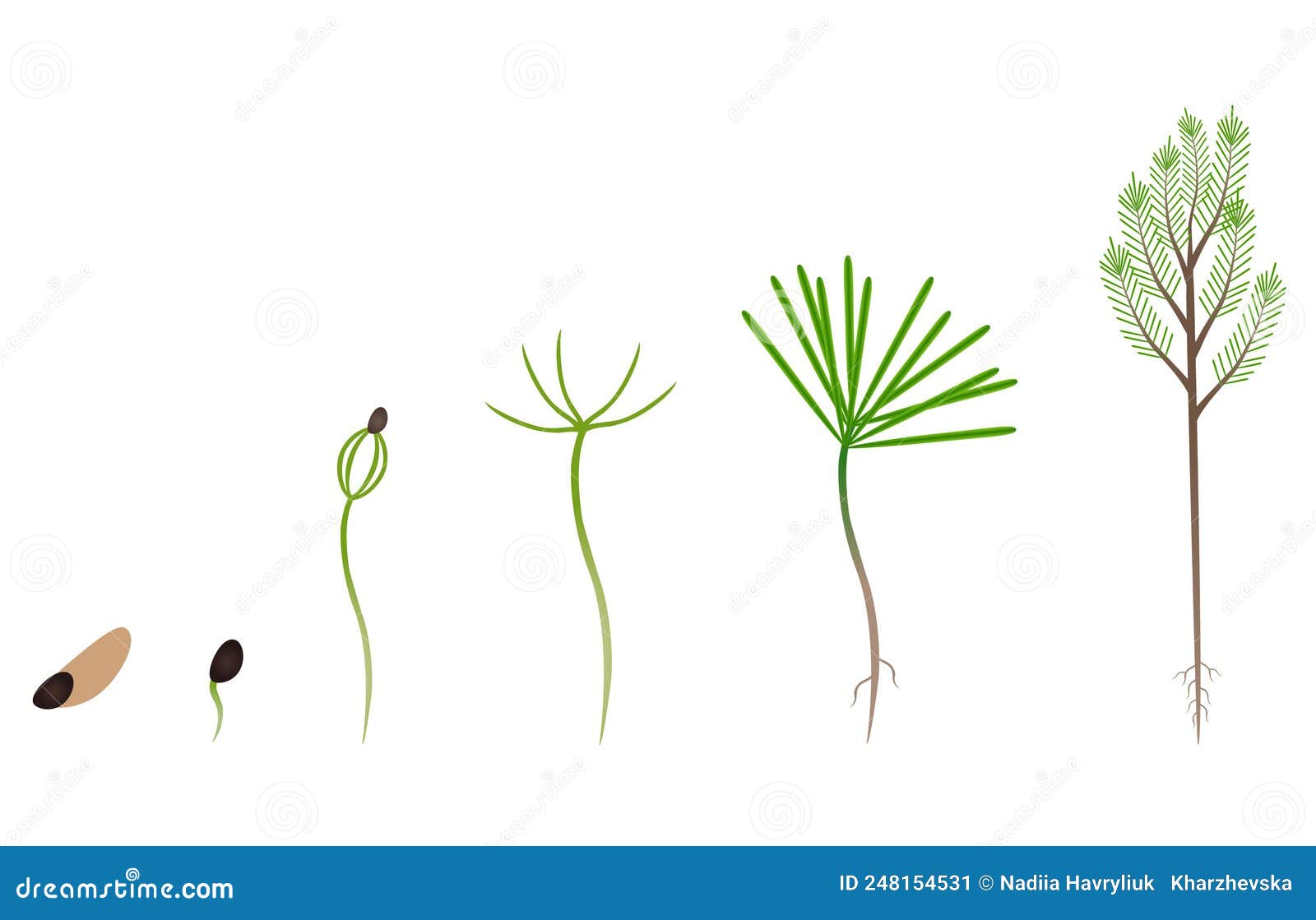 Larch Tree Drawing, Larix Decidua Royalty-Free Stock Photography ...