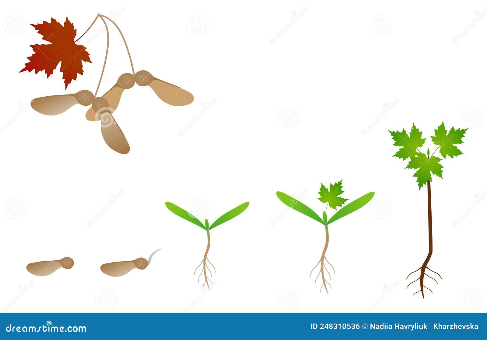 Sequence of a Maple Tree Growing Isolated on White. Stock Vector ...