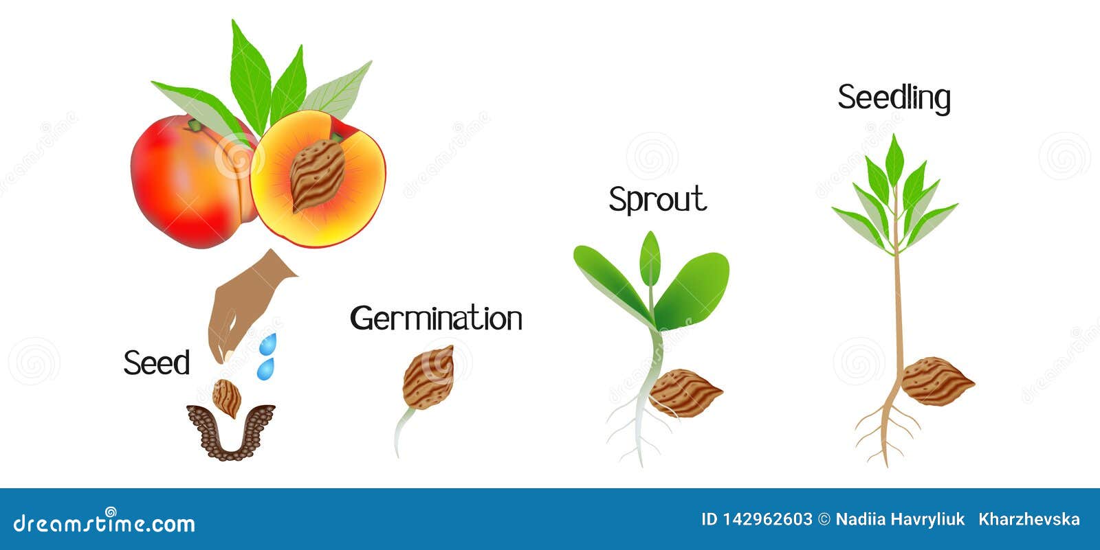 Peach Sprout With Green Leaves And Root System Vector Illustration ...