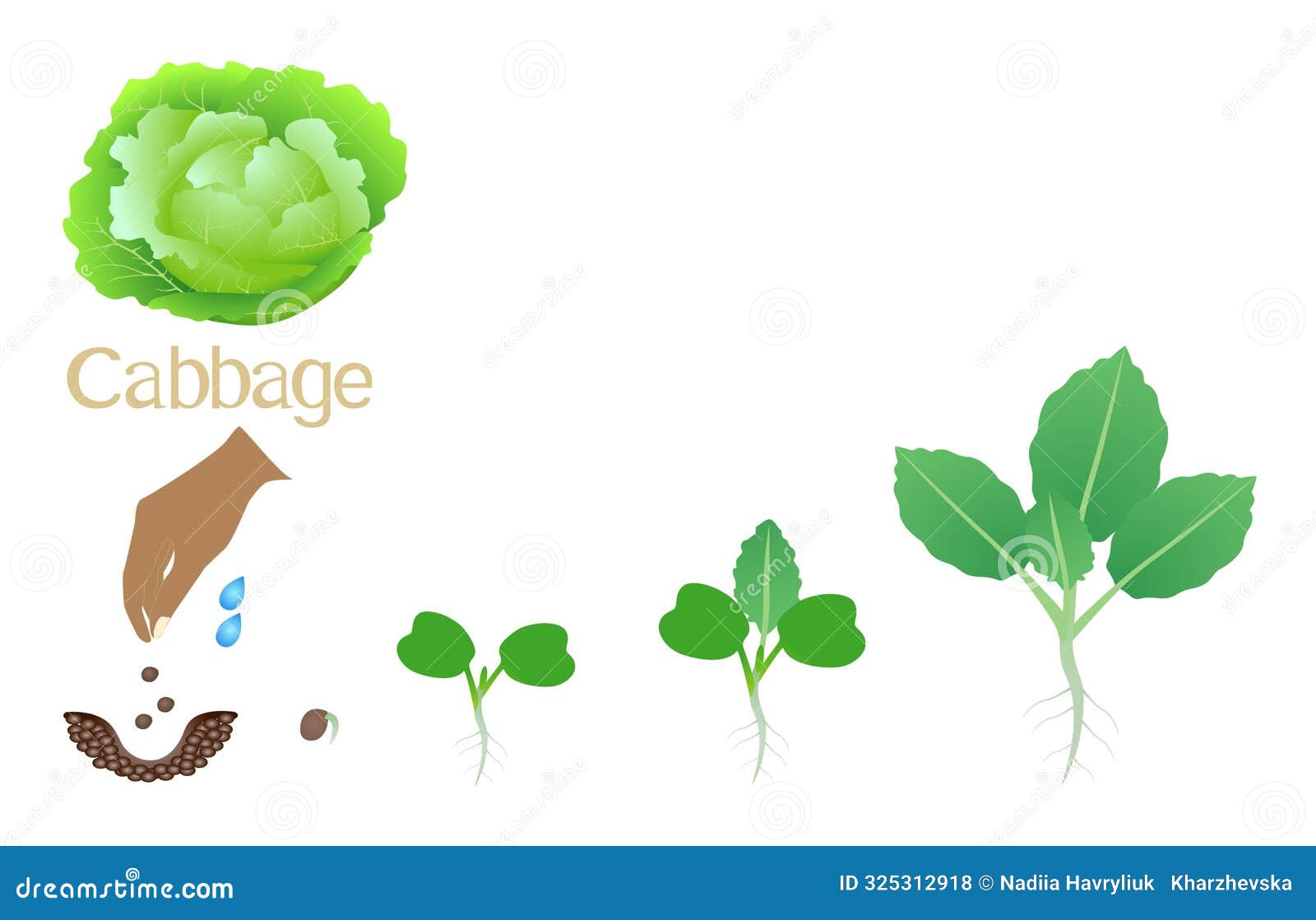Sequence of a Plant of a Cabbage Growing Isolated on White. Stock ...