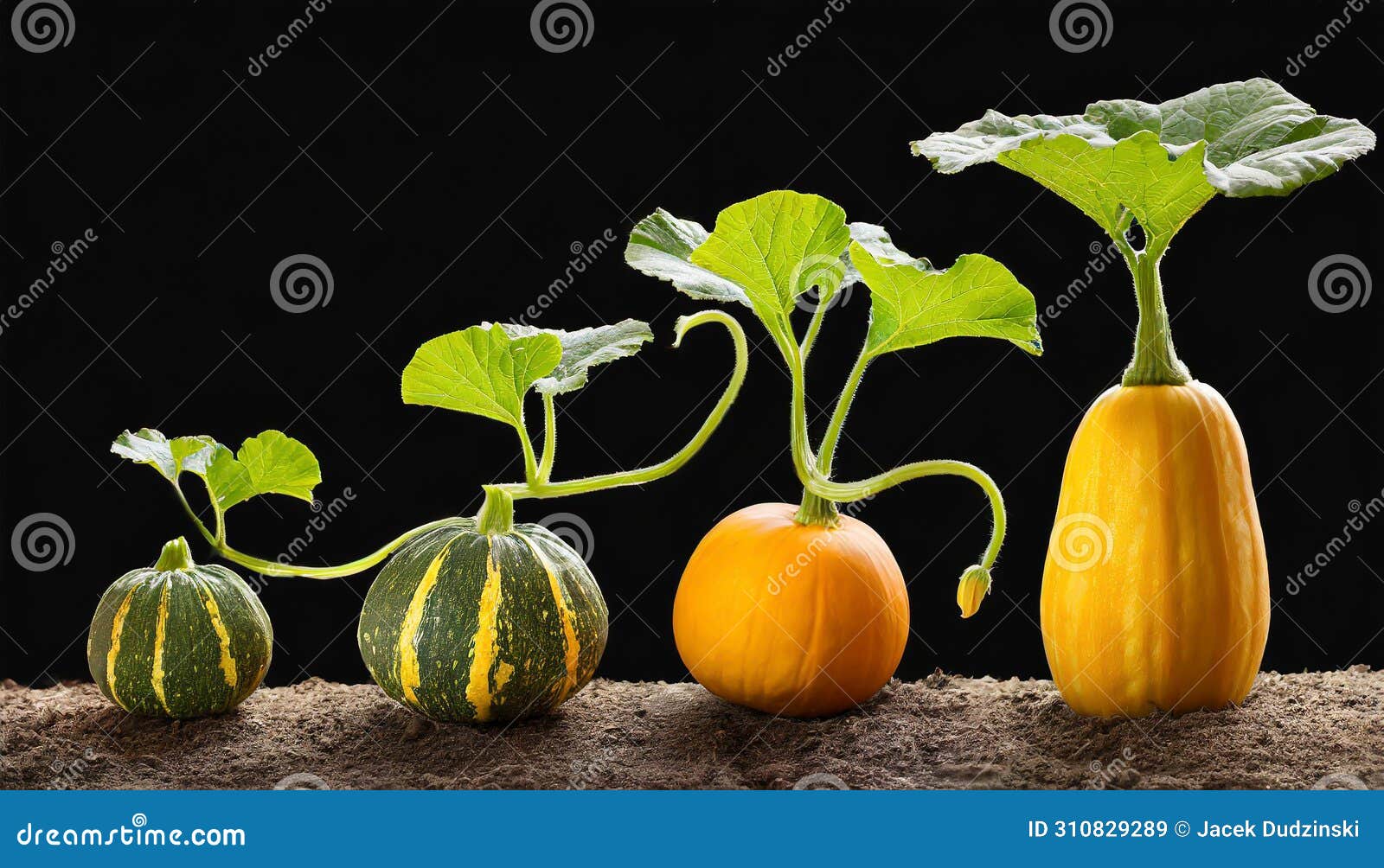 Sequence of Pumpkin Plant Growing Isolated, Evolution Concept Stock ...