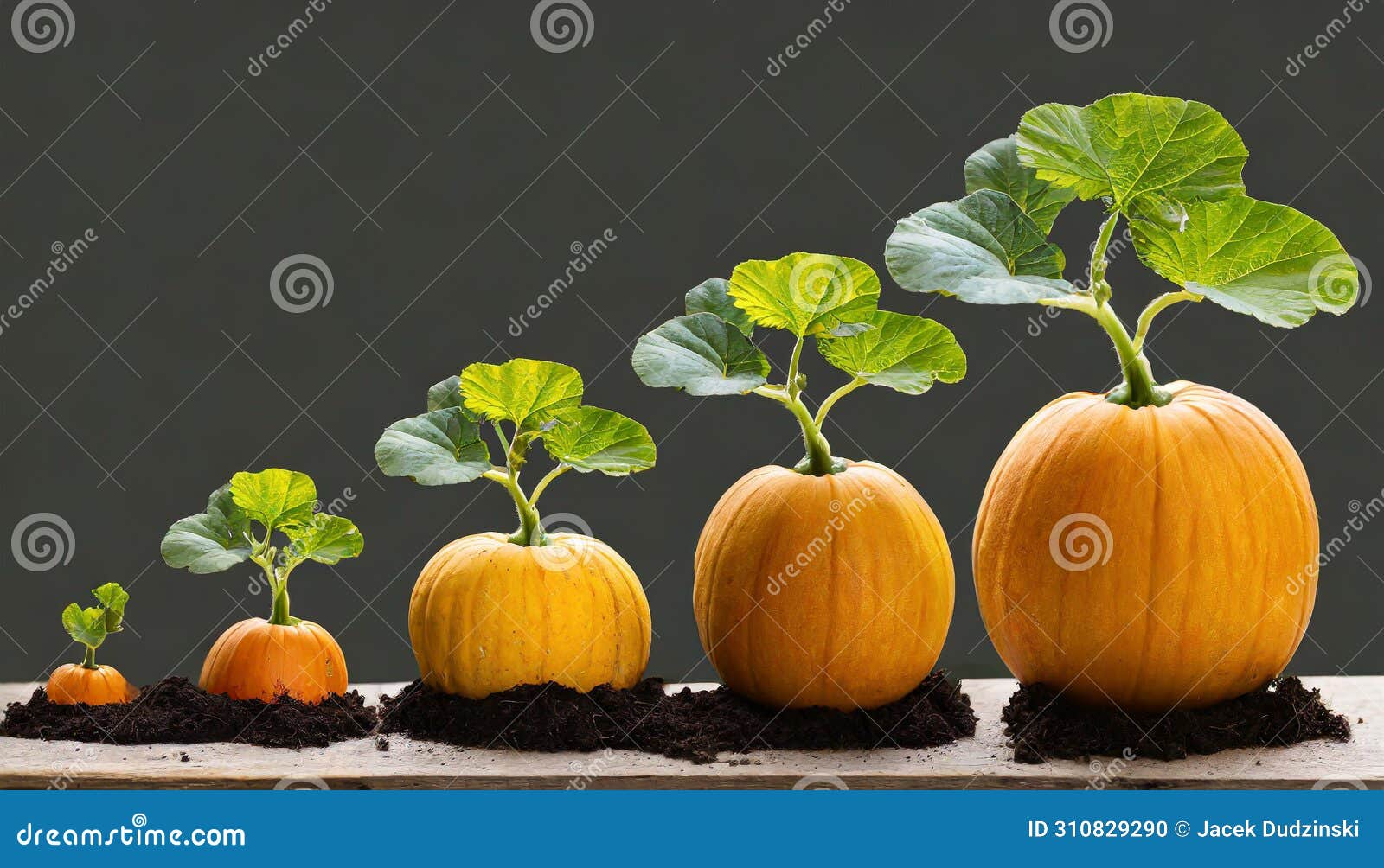 Sequence of Pumpkin Plant Growing Isolated, Evolution Concept Stock ...