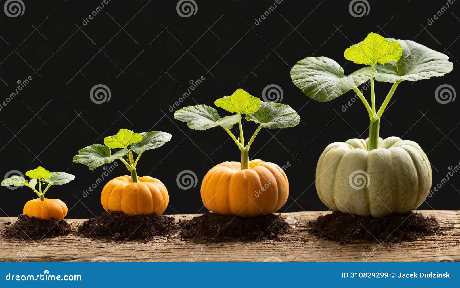 Sequence of Pumpkin Plant Growing Isolated, Evolution Concept Stock ...
