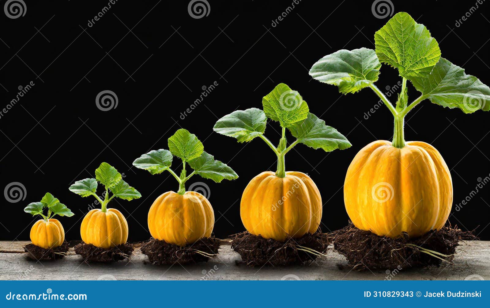 Sequence of Pumpkin Plant Growing Isolated, Evolution Concept Stock ...