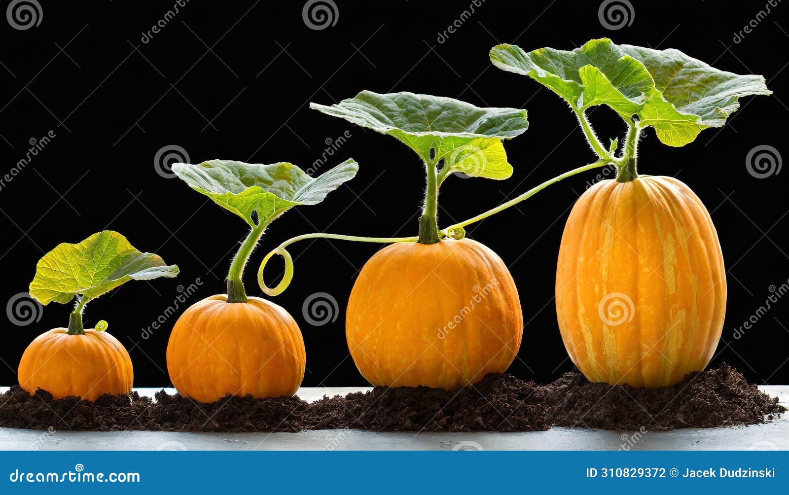 Sequence of Pumpkin Plant Growing Isolated, Evolution Concept Stock ...