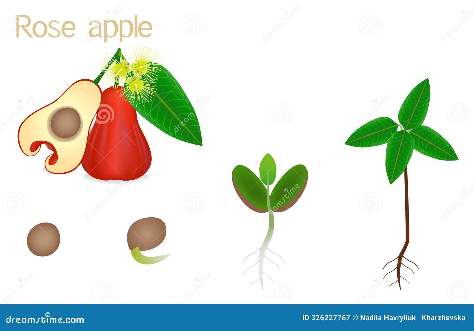 Sequence of a Rose Apple Plant Growing Isolated on White. Stock Vector ...